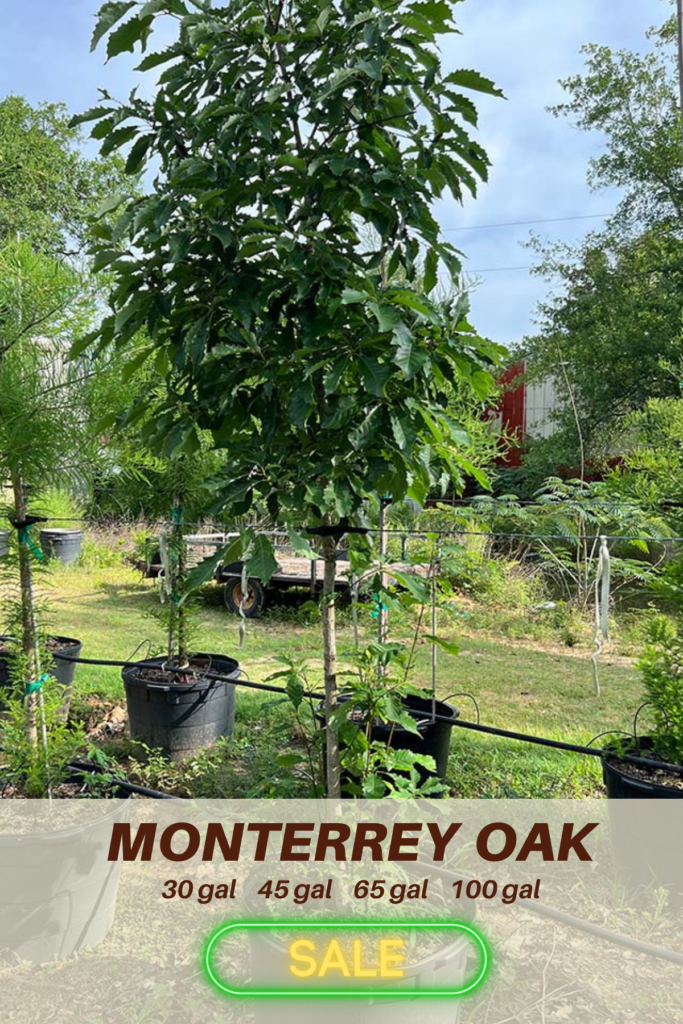 Available Trees - Eden Tree Farm LLC